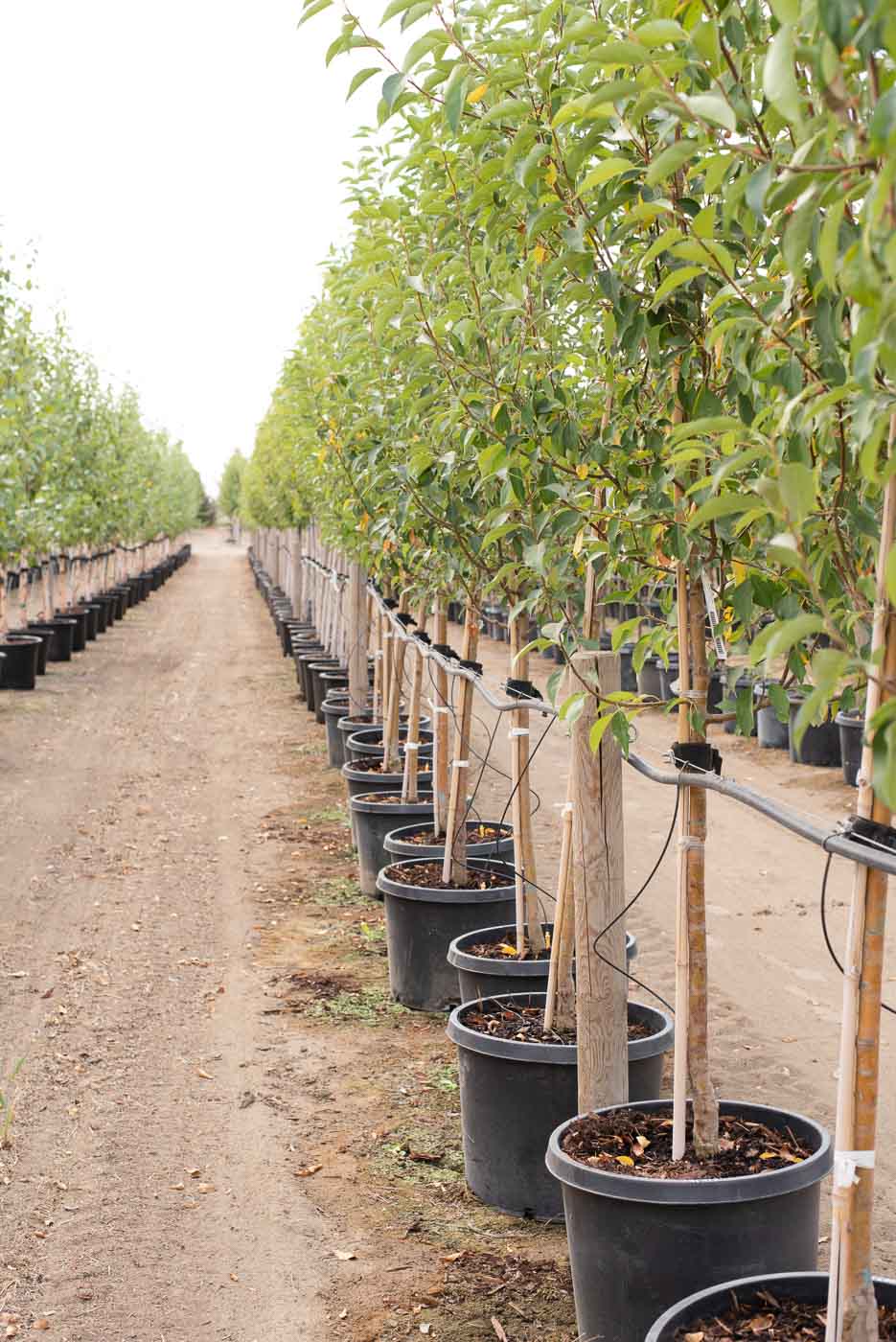 Starlite® Flowering Crabapple | Garden Gate Nursery