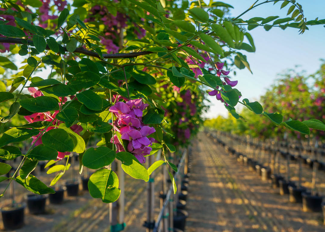 Purple Robe Locust Tree | Garden Gate Nursery