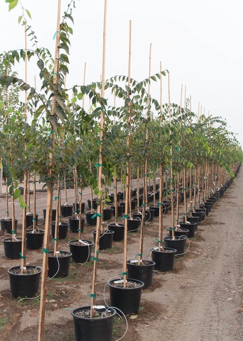 Village Green™ Zelkova Tree | Garden Gate Nursery