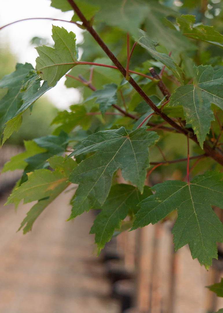 Autumn Blaze® Maple Tree | Garden Gate Nursery