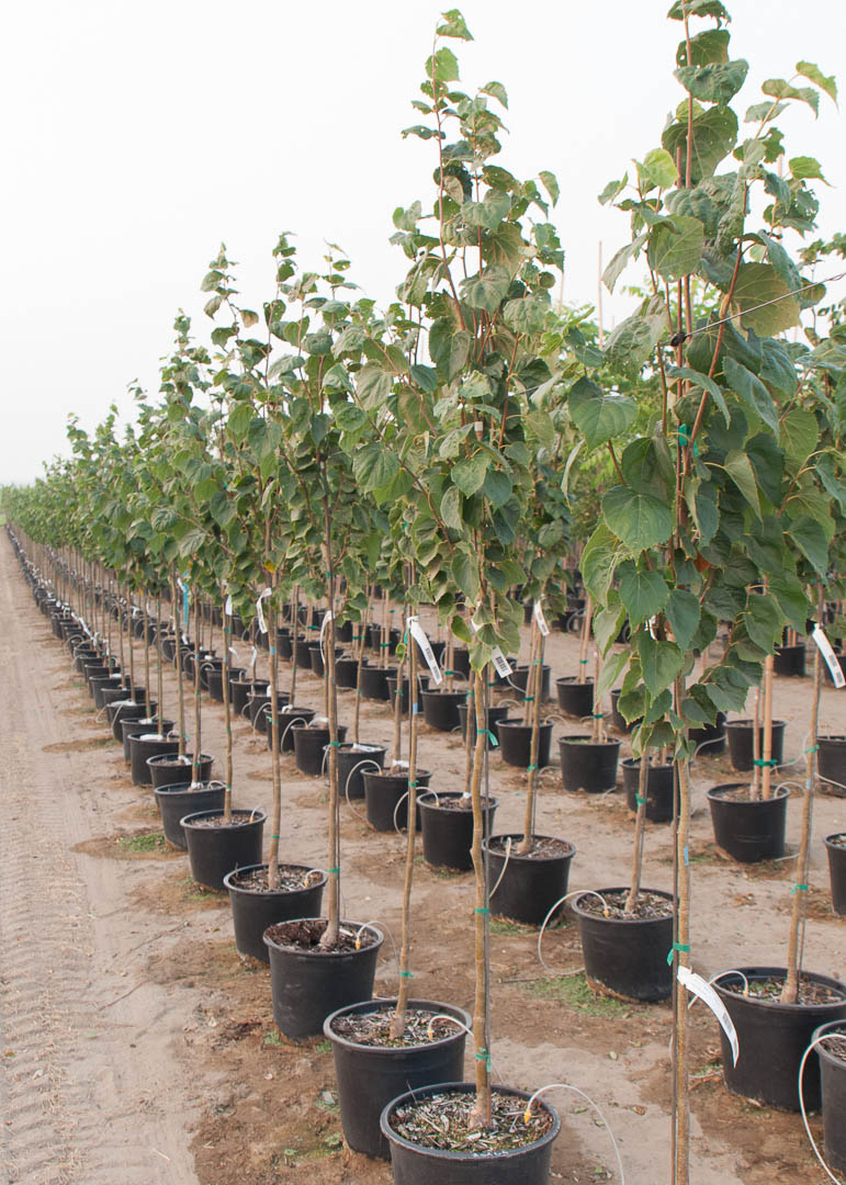 Harvest Gold Linden Tree | Garden Gate Nursery