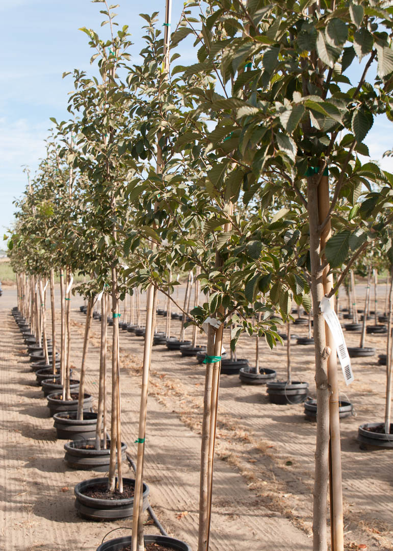 Accolade™ Elm Tree | Garden Gate Nursery