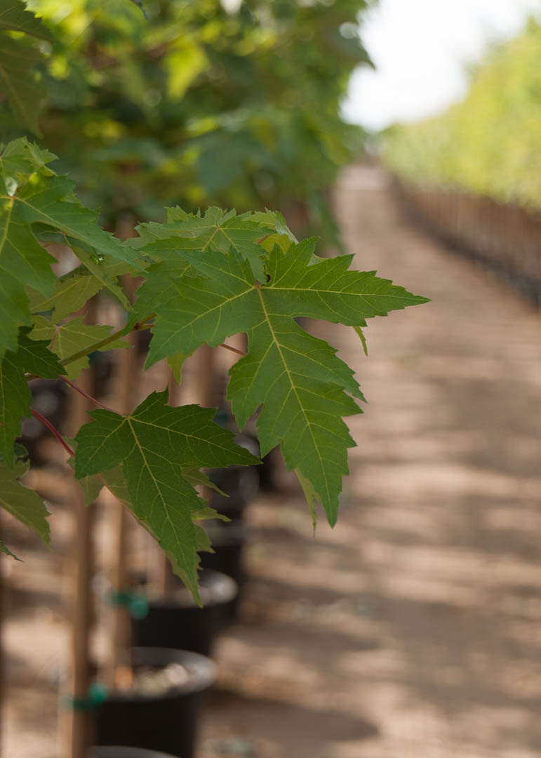 Autumn Fantasy Maple Tree | Garden Gate Nursery