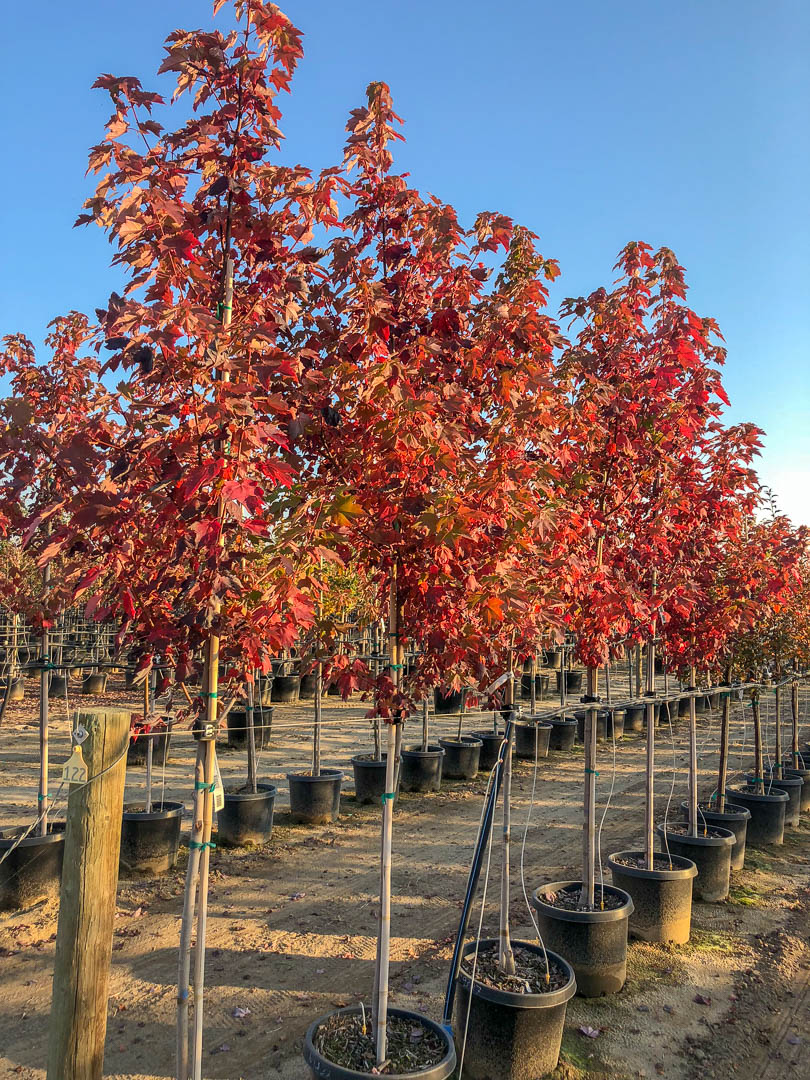 Brandywine Red Maple Tree | Garden Gate Nursery
