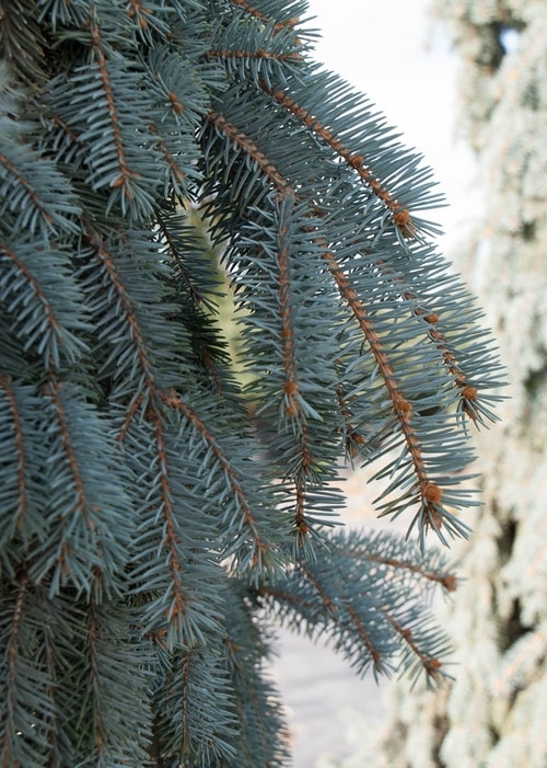 Weeping Norway Spruce Tree | Buy Online, Pickup at Nursery