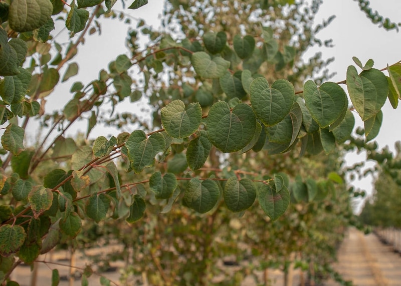 Katsura Tree | Garden Gate Nursery