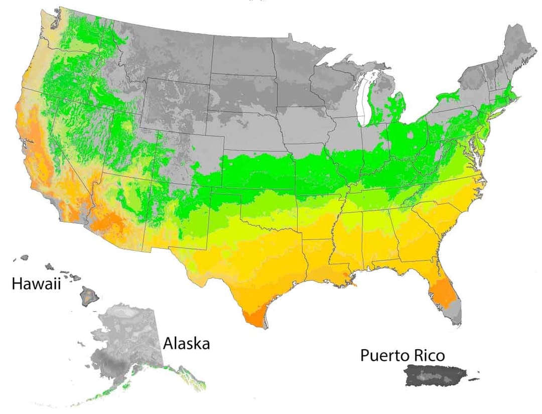 Blue Atlas Cedar Tree | Buy Online, Pickup at Nursery
