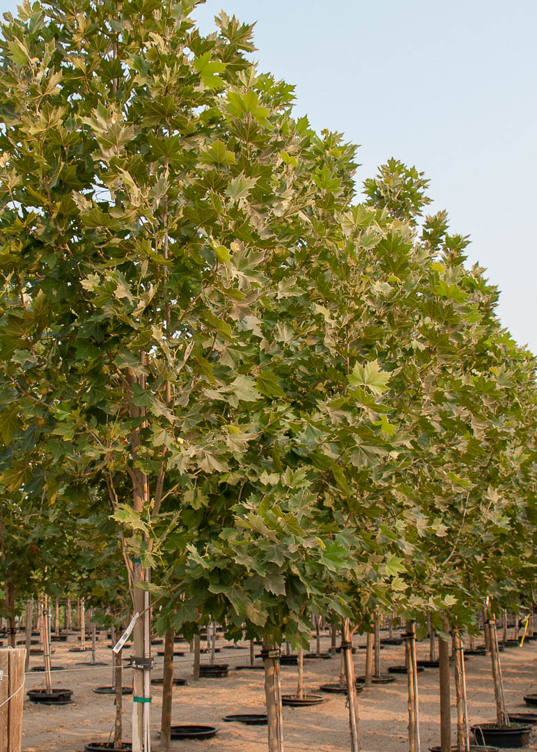 Exclamation Planetree | Garden Gate Nursery