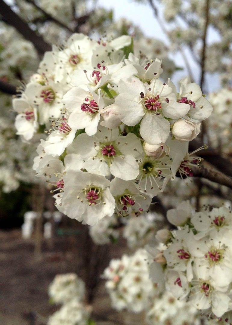 Chanticleer® Pear Tree | Garden Gate Nursery