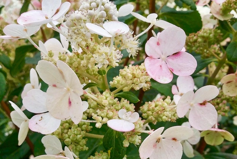 Quick Fire Hydrangea (Tree Form) | Garden Gate Nursery