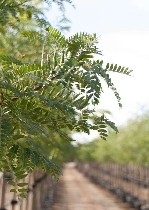 Halka™ Honeylocust Tree | Garden Gate Nursery
