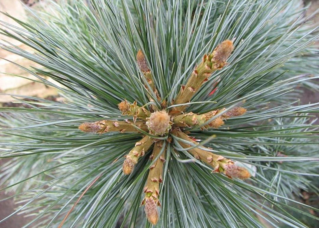 Vanderwolf Pine Tree | Garden Gate Nursery