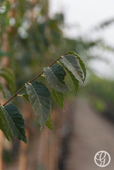 Village Green™ Zelkova Tree | Garden Gate Nursery