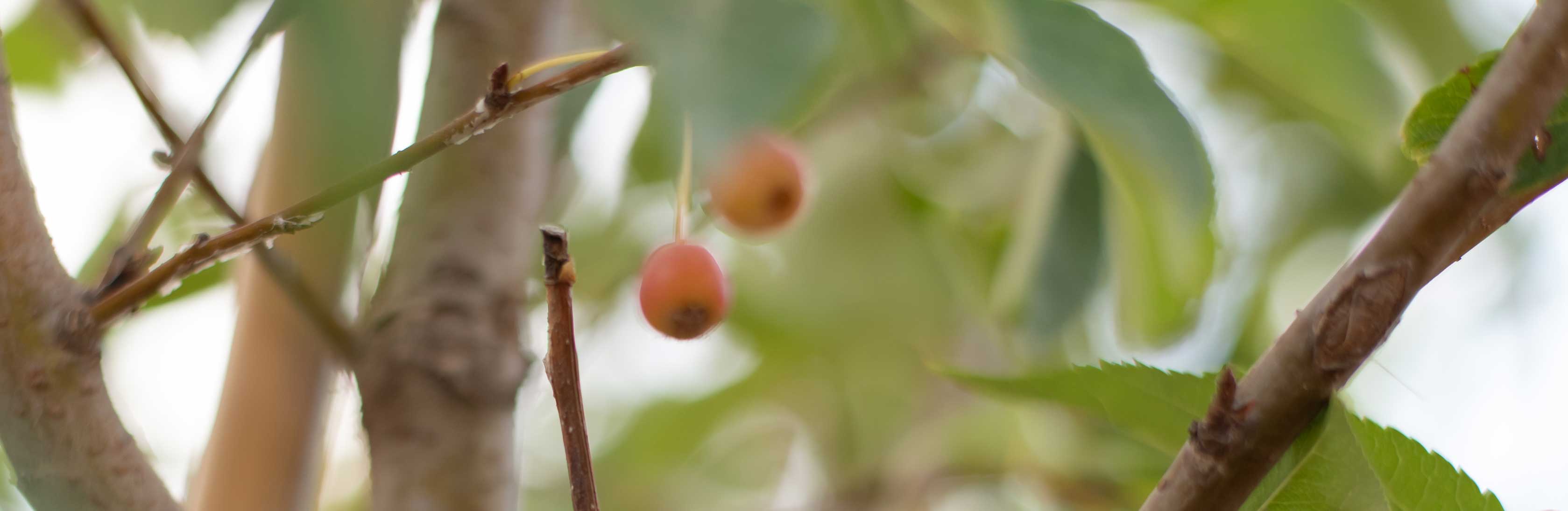 The Starlite Crabapple is a Diamond in the Rough | Garden Gate Nursery