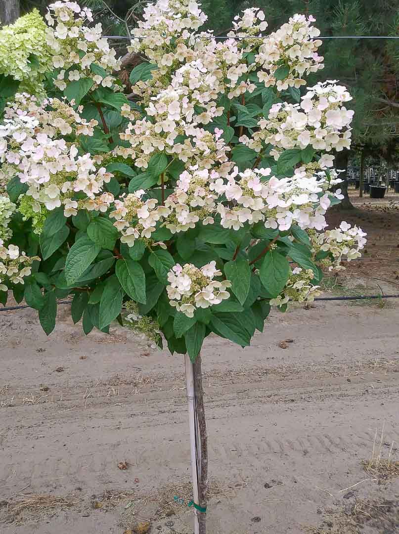 Quick Fire Hydrangea (Tree Form) | Garden Gate Nursery