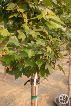 Somerset Red Maple Tree | Garden Gate Nursery