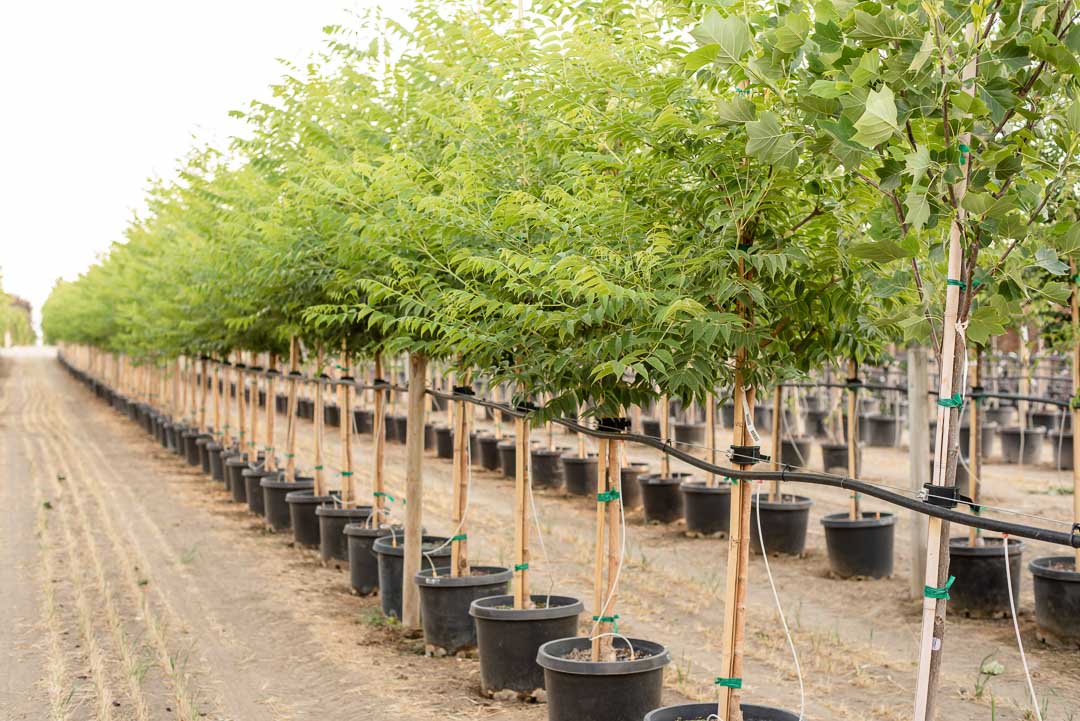 The Shade is Always Better Under the Eye Stopper™ Cork Tree | Garden ...