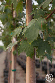 Burgundy Belle® Red Maple Tree | Garden Gate Nursery
