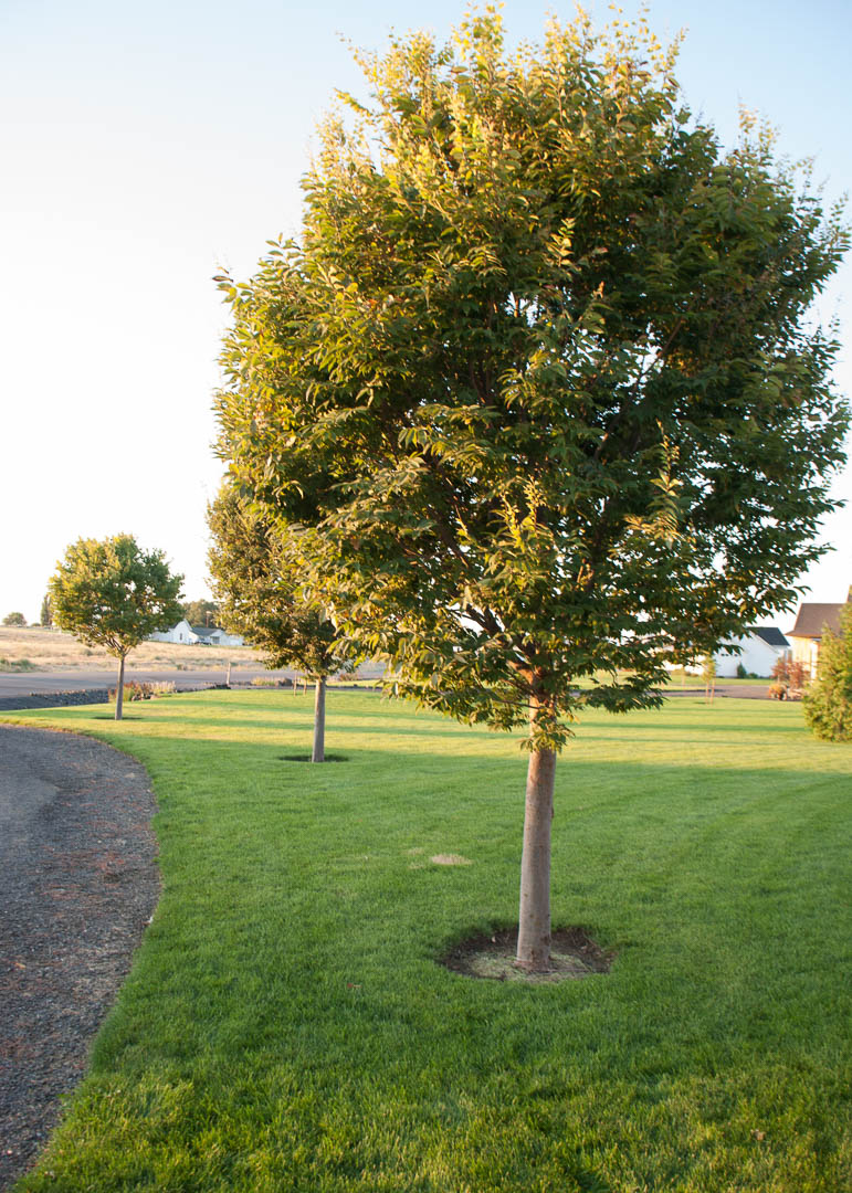 City Sprite® Zelkova Tree | Garden Gate Nursery
