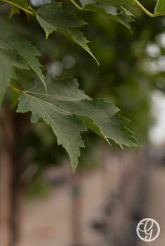 Armstrong Gold® Maple Tree | Buy Online, Pickup at Nursery