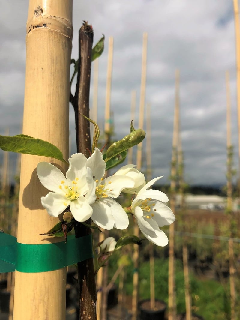 Starlite® Flowering Crabapple | Buy Online, Pickup at Nursery