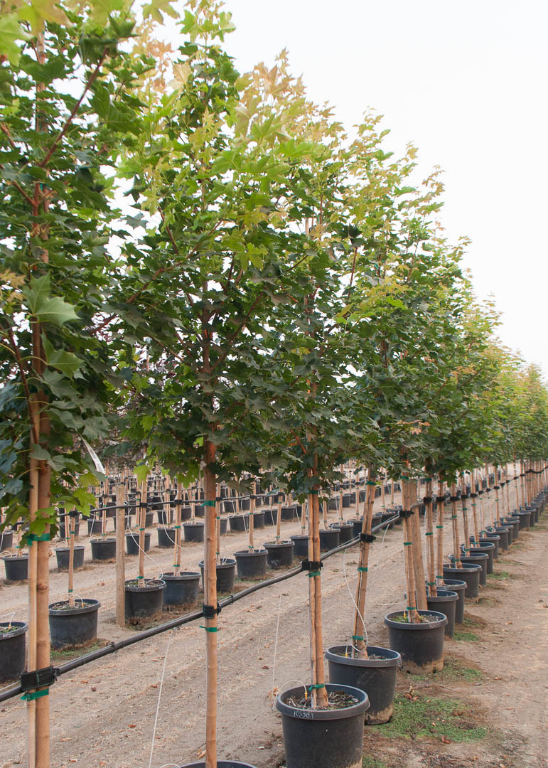 Pacific Sunset Maple Tree | Garden Gate Nursery