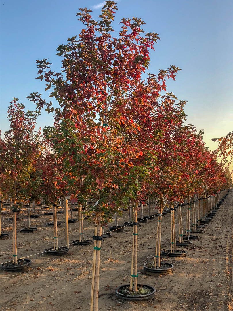 Urban Sunset Maple Tree | Buy Online, Pickup at Nursery