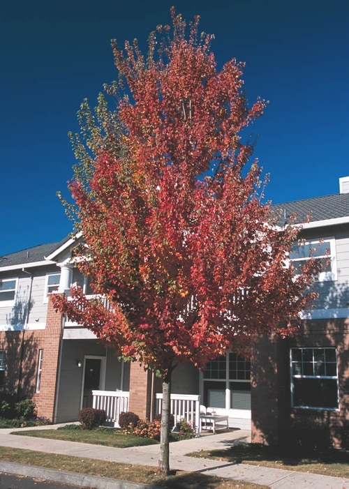 Red Sunset® Maple Tree | Garden Gate Nursery