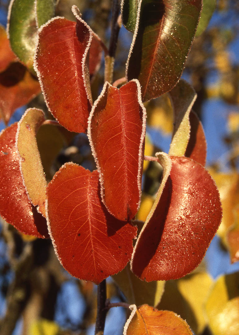 Chanticleer® Pear Tree | Garden Gate Nursery