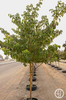 June Snow™ Dogwood Tree | Garden Gate Nursery