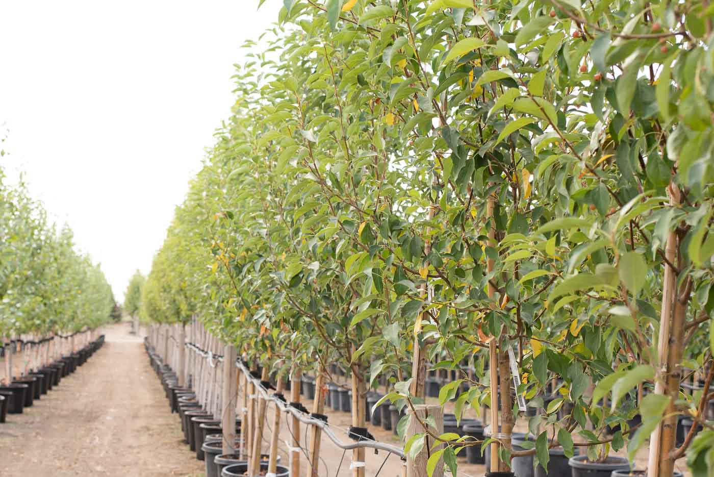 Starlite® Flowering Crabapple | Garden Gate Nursery