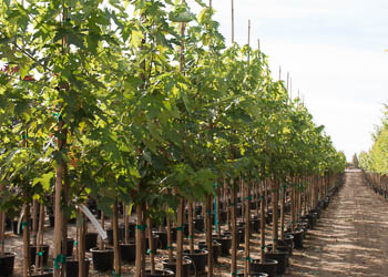 Sun Valley Maple Tree | Garden Gate Nursery