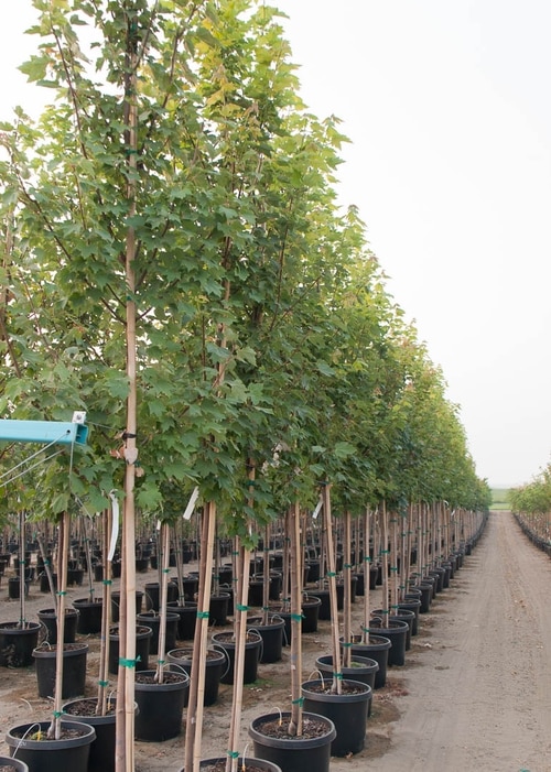 Brandywine Red Maple Tree | Garden Gate Nursery