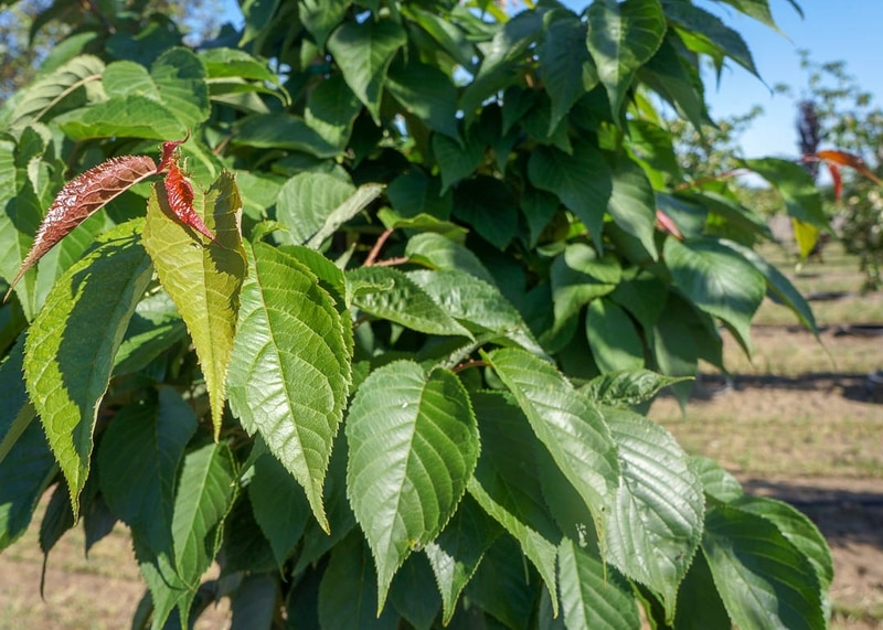 Pink Flair Cherry Tree | Garden Gate Nursery