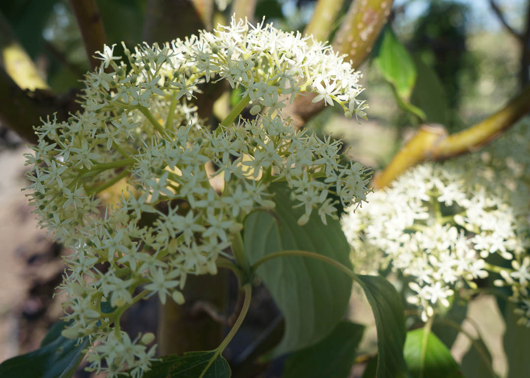 The Uniqueness of the June Snow™ Dogwood | Garden Gate Nursery