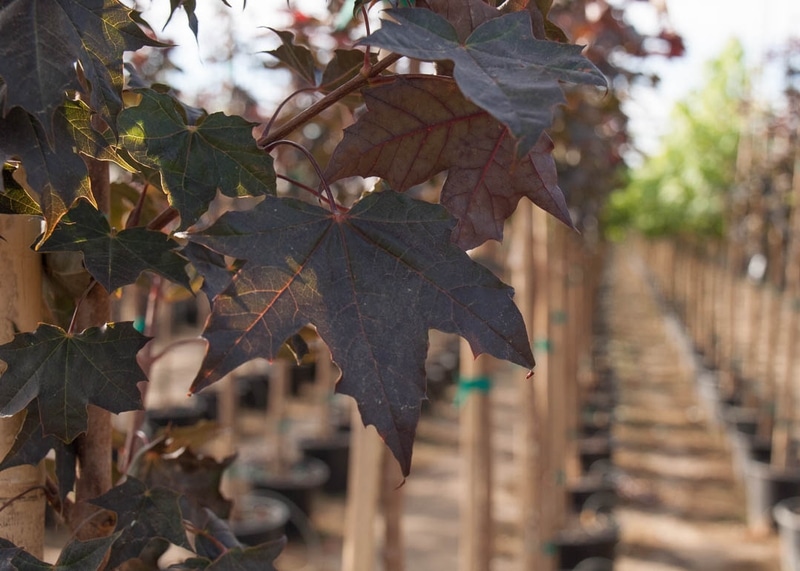 Crimson Sunset® Maple | Garden Gate Nursery