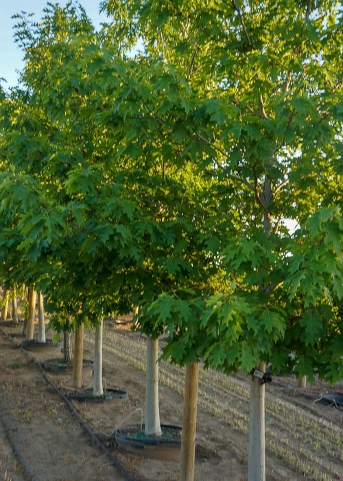 Red Oak Tree | Garden Gate Nursery