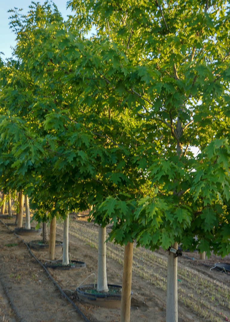 Red Oak Tree | Garden Gate Nursery