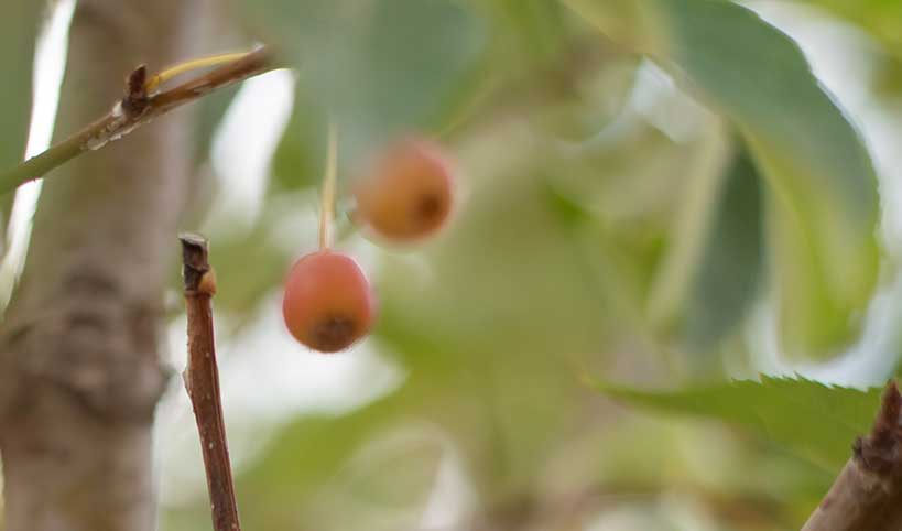 Starlite® Flowering Crabapple | Garden Gate Nursery