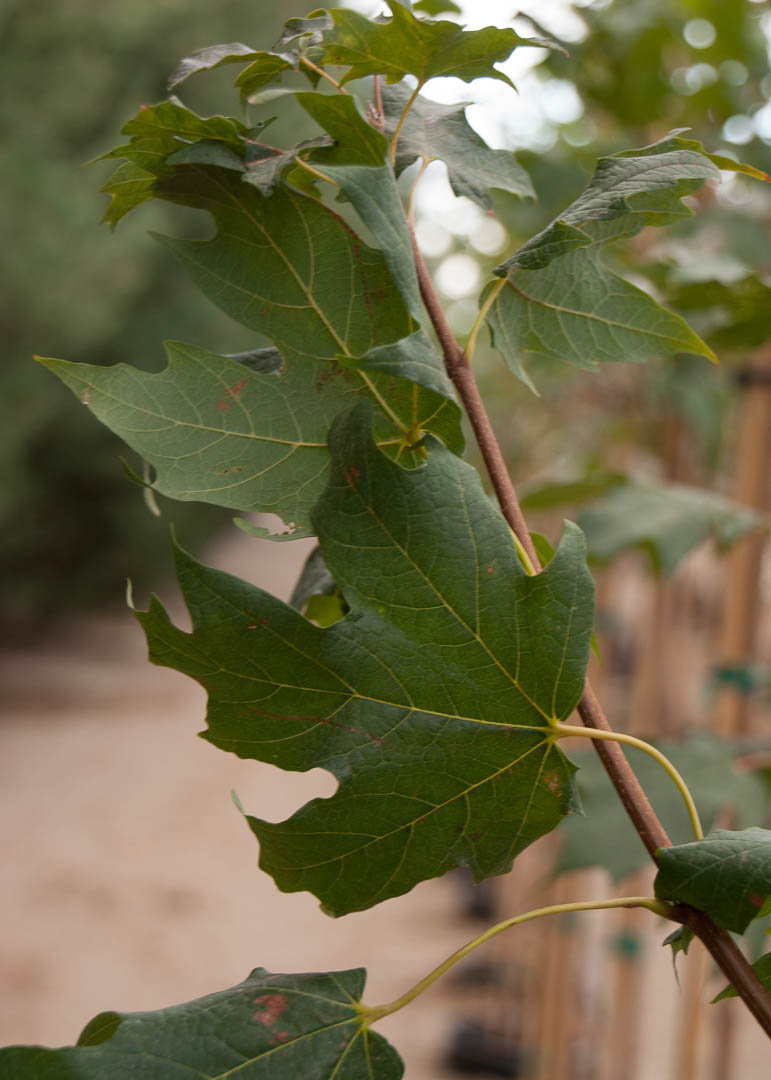 Flashfire® Maple Tree | Garden Gate Nursery