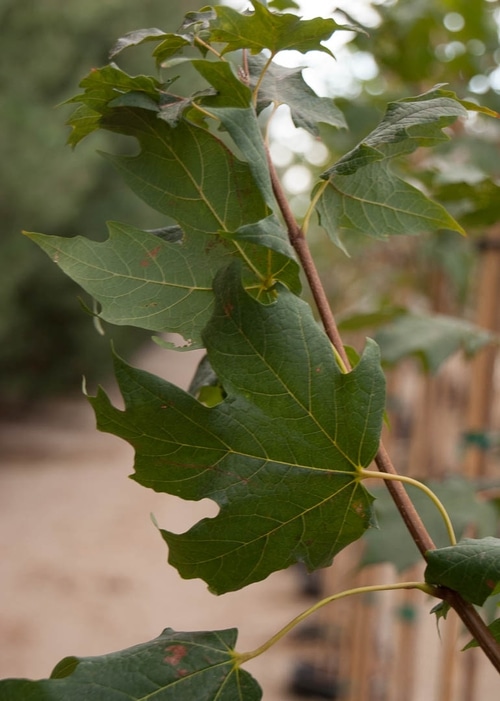 Flashfire® Maple Tree | Garden Gate Nursery