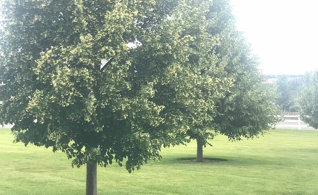 Greenspire® Linden Tree | Buy Online, Pickup at Nursery