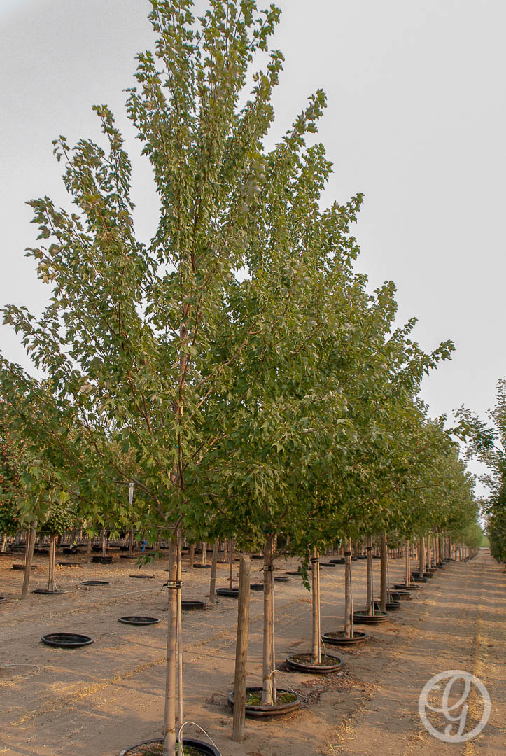 Autumn Radiance Maple Tree | Garden Gate Nursery