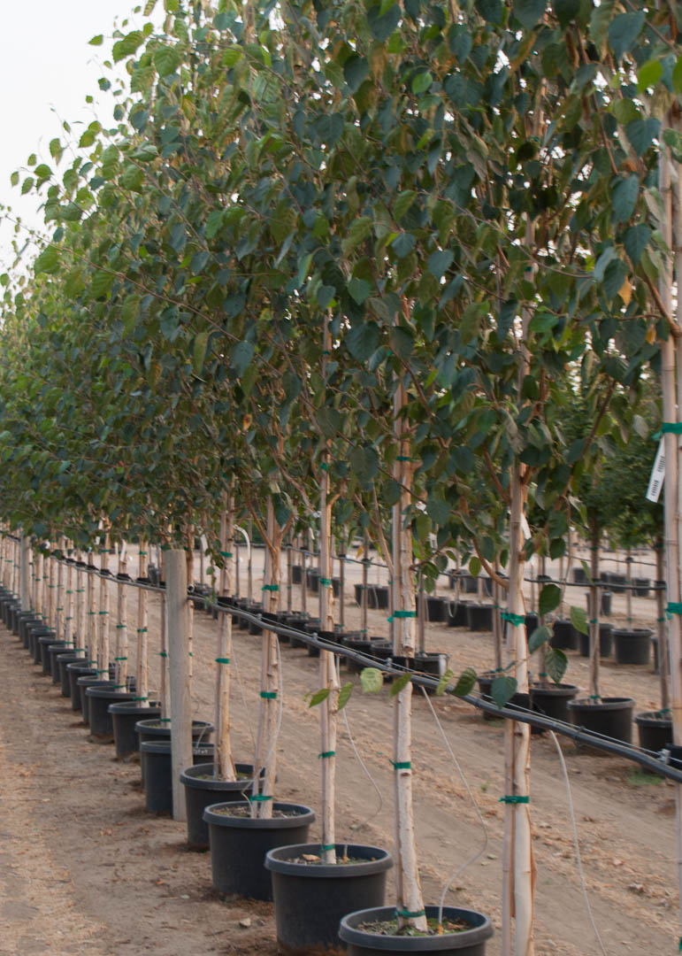 Jacquemontii Birch Tree | Garden Gate Nursery