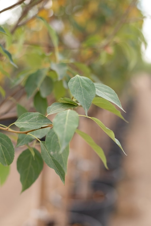 Starlite® Flowering Crabapple | Garden Gate Nursery