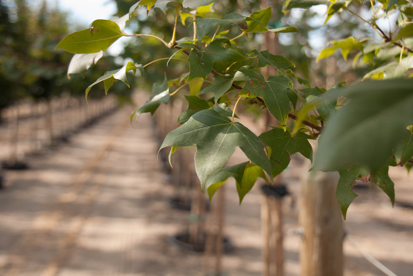 The Urban Sunset Maple Tree is a Dream Come True | Garden Gate Nursery