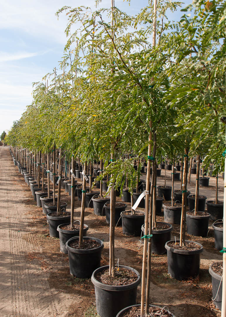 Skyline® Honeylocust p.p.1619 | Garden Gate Nursery