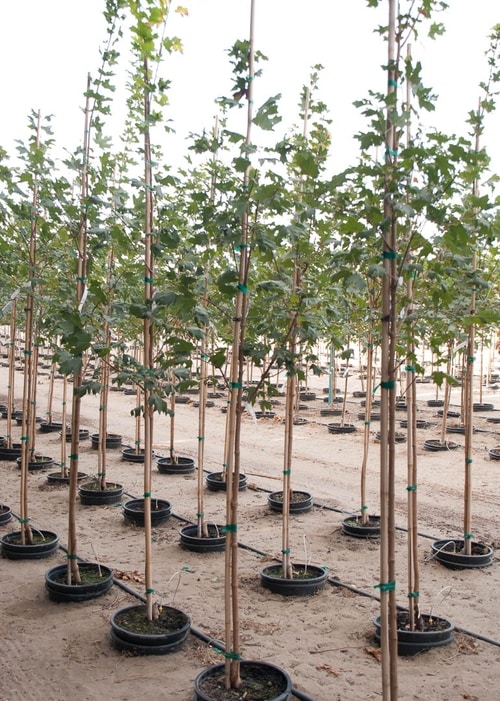 Flashfire® Maple Tree | Garden Gate Nursery