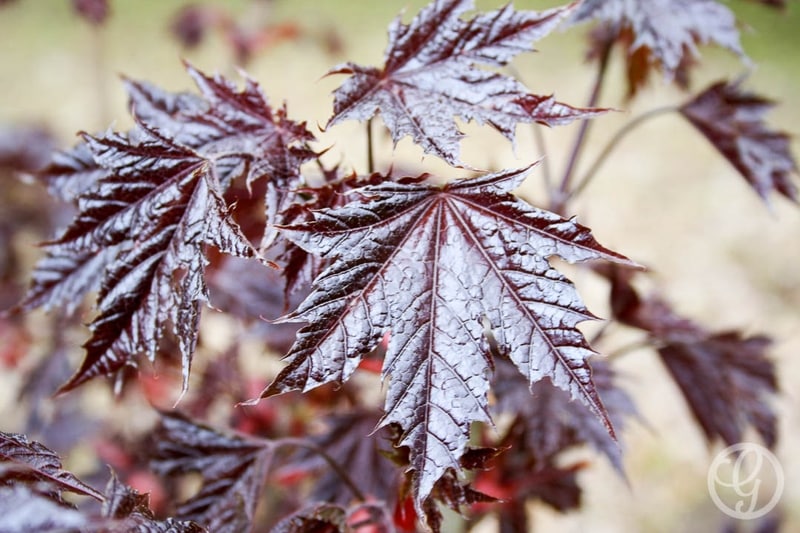 Crimson Sentry Norway Maple Tree | Garden Gate Nursery