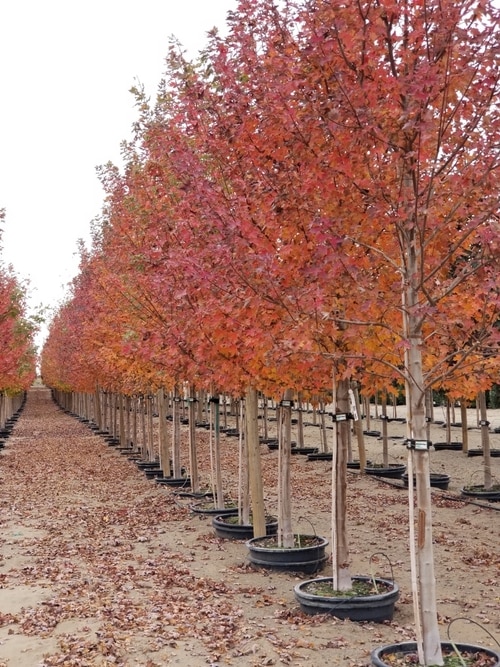 Metro Gold Maple Tree | Garden Gate Nursery